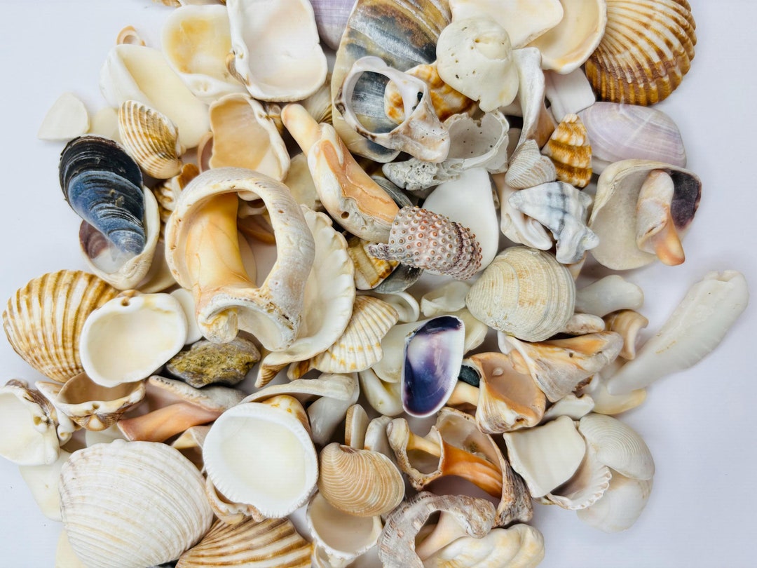 Seashell Fragments Conchas, Genuine Ocean Theme Shells for Beach Crafts ...