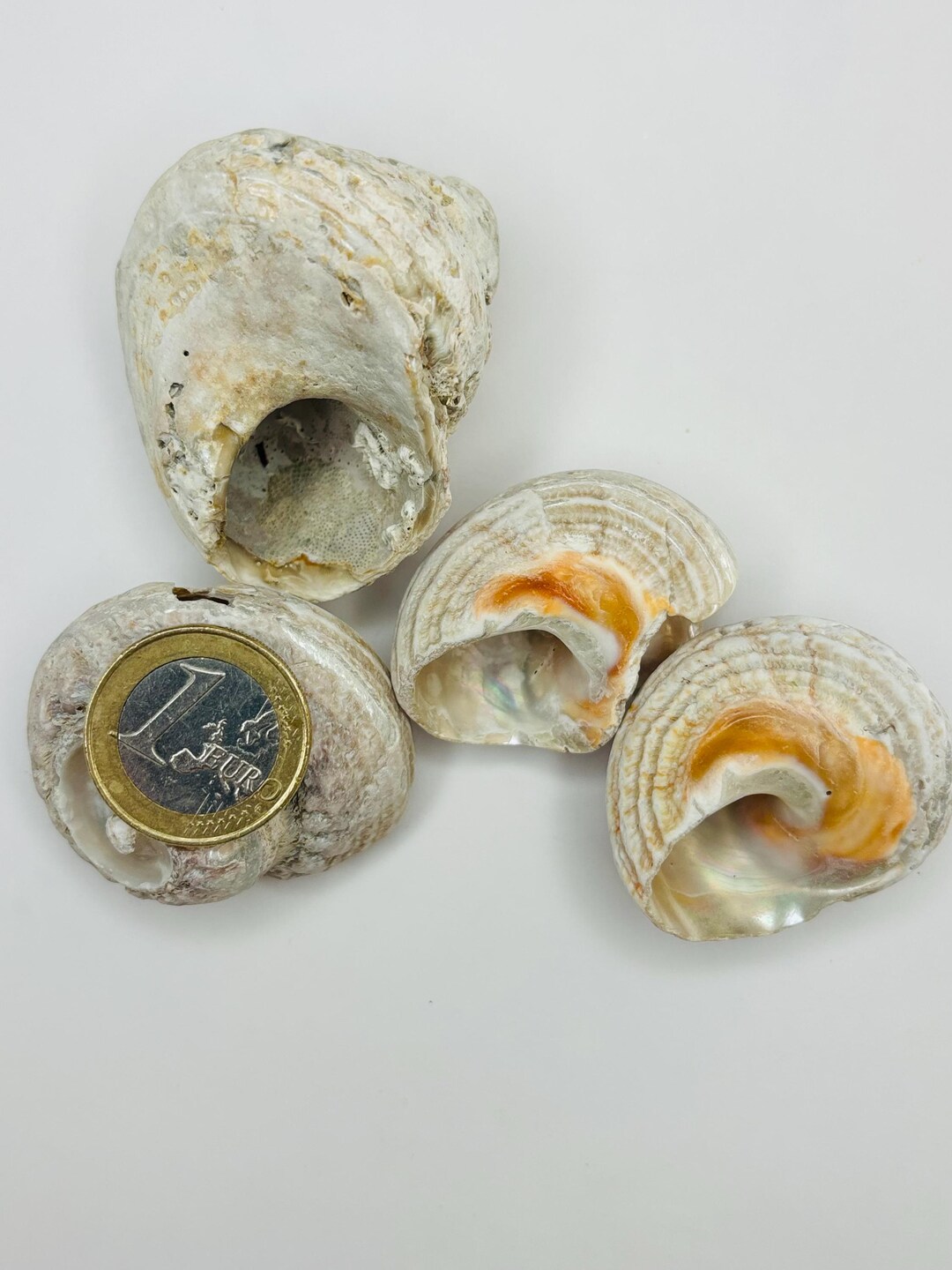 Conchas Sea Shell, Coastal Decor, Natural Cockle Shells, Beach House ...