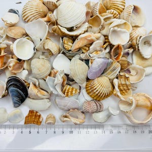 Seashell Fragments Conchas, Genuine Ocean Theme Shells for Beach Crafts ...