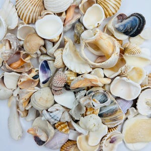 Seashell Fragments Conchas, Genuine Ocean Theme Shells for Beach Crafts ...