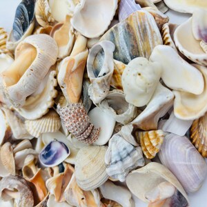Seashell Fragments Conchas, Genuine Ocean Theme Shells for Beach Crafts ...