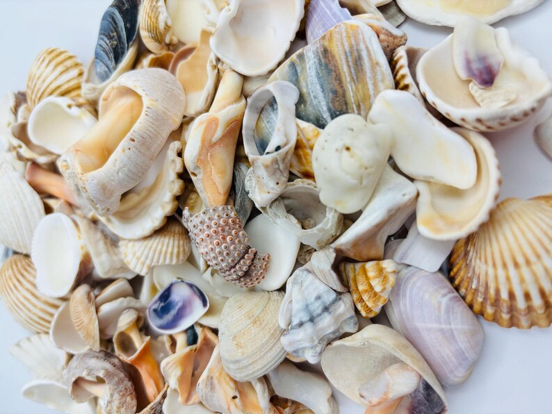 Seashell Fragments Conchas, Genuine Ocean Theme Shells for Beach Crafts ...
