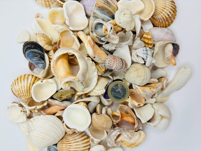 Seashell Fragments Conchas, Genuine Ocean Theme Shells for Beach Crafts ...