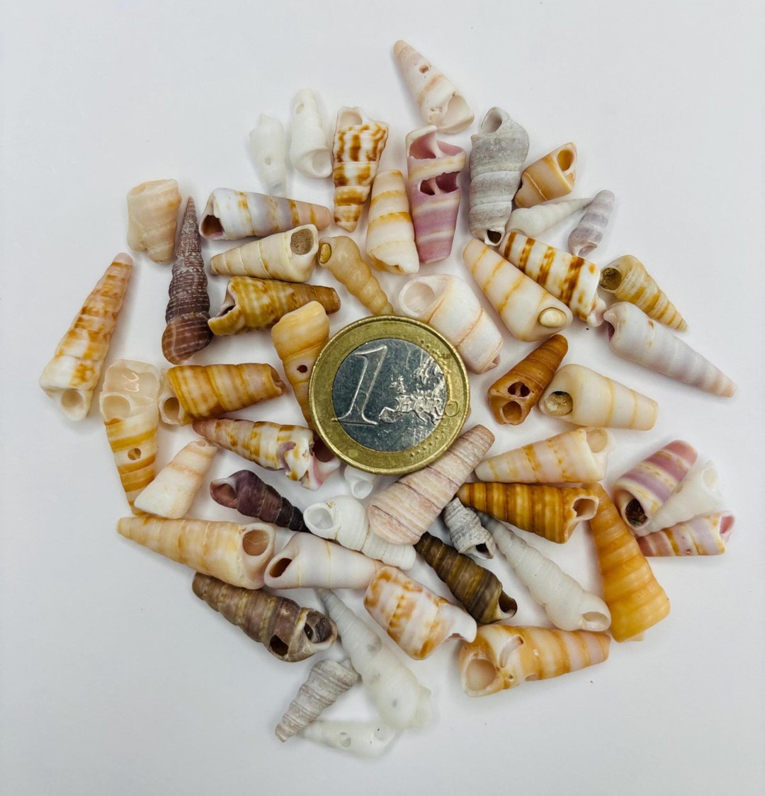 Miniature Turritella Terebra Sea Shells, Spanish Beach Treasure, 50 PCS ...