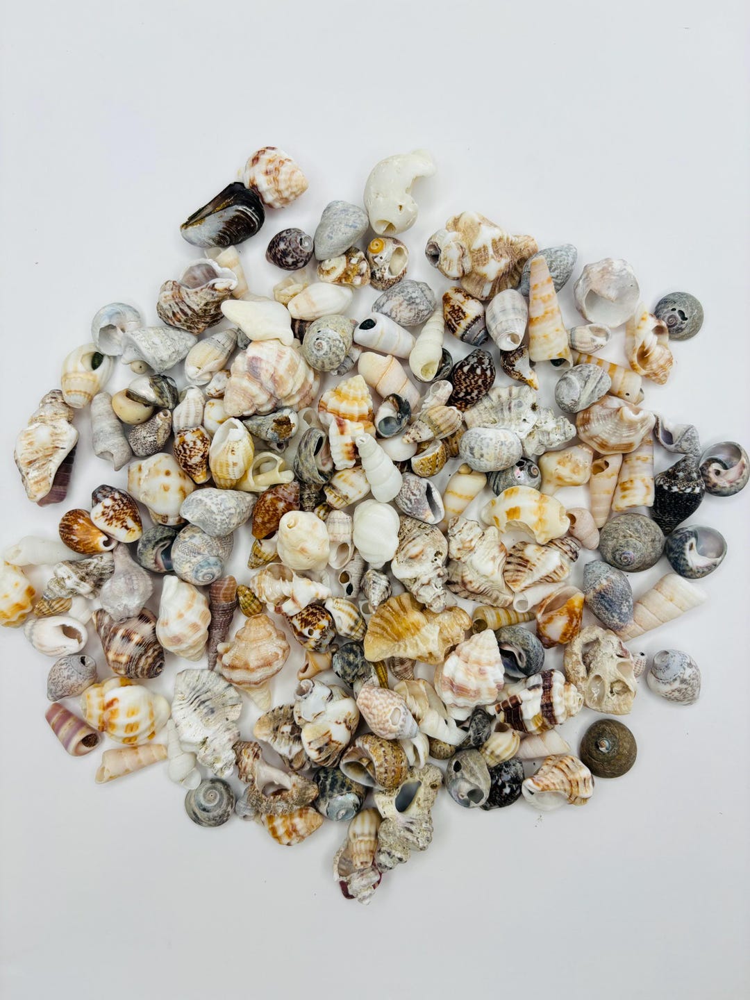 Tiny Natural Sea Shell Mix, Assorted Small Shells for Craft, Wedding ...