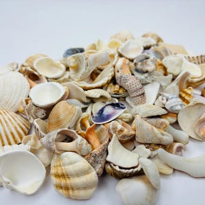 Seashell Fragments Conchas, Genuine Ocean Theme Shells for Beach Crafts ...