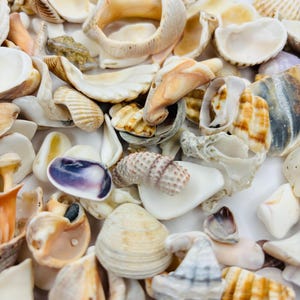 Seashell Fragments Conchas, Genuine Ocean Theme Shells for Beach Crafts ...