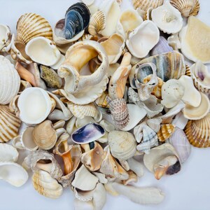 Seashell Fragments Conchas, Genuine Ocean Theme Shells for Beach Crafts ...