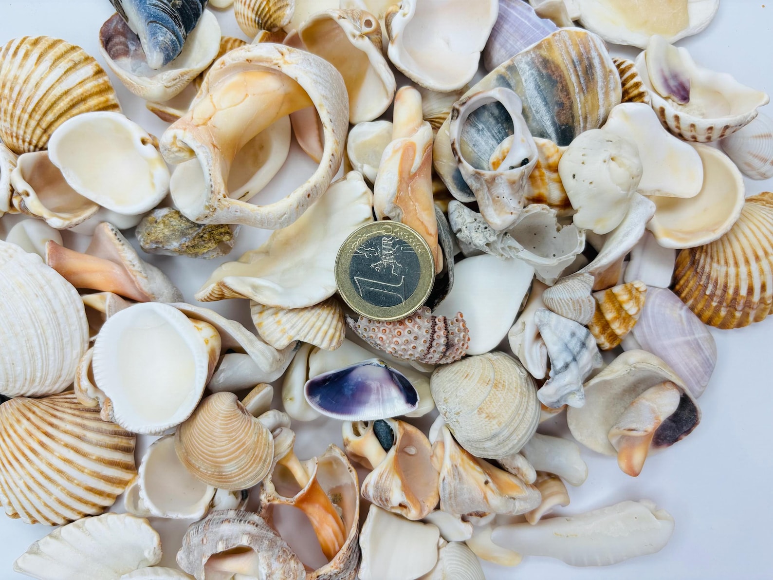 Seashell Fragments Conchas, Genuine Ocean Theme Shells for Beach Crafts ...