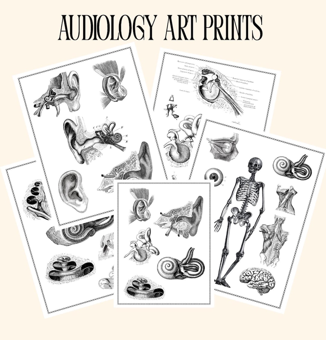 Audiology Art 11x14" DIGITAL Prints | Outer Ear, Middle Ear, Inner Ear ...