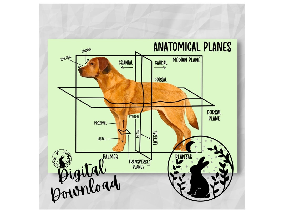 Veterinary Anatomical Planes Printable Digital Download SVN Student ...