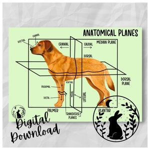 Veterinary Anatomical Planes Printable Digital Download SVN Student ...