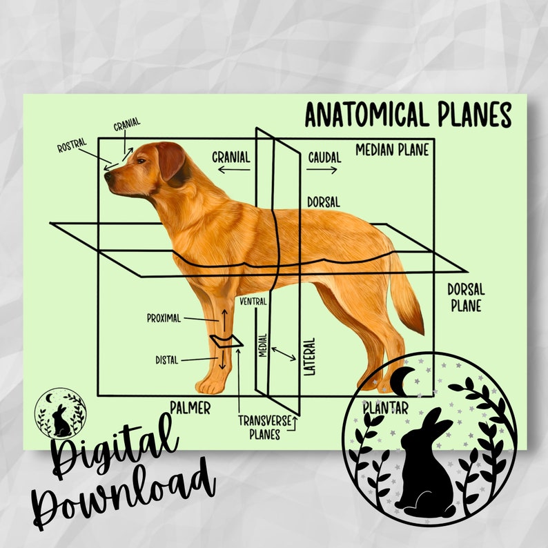 Veterinary Anatomical Planes Printable Digital Download SVN Student ...