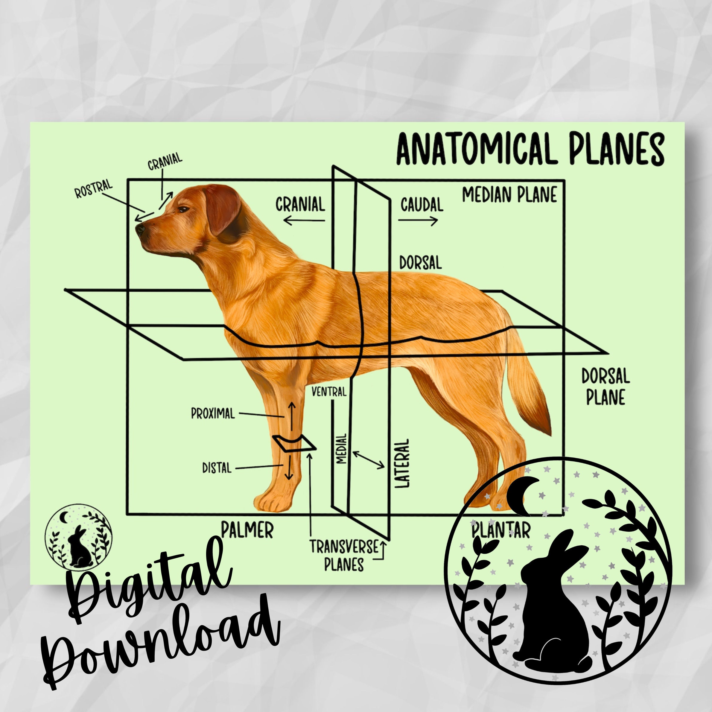Veterinary Anatomical Planes Printable Digital Download SVN Student Veterinary Nurse - Etsy