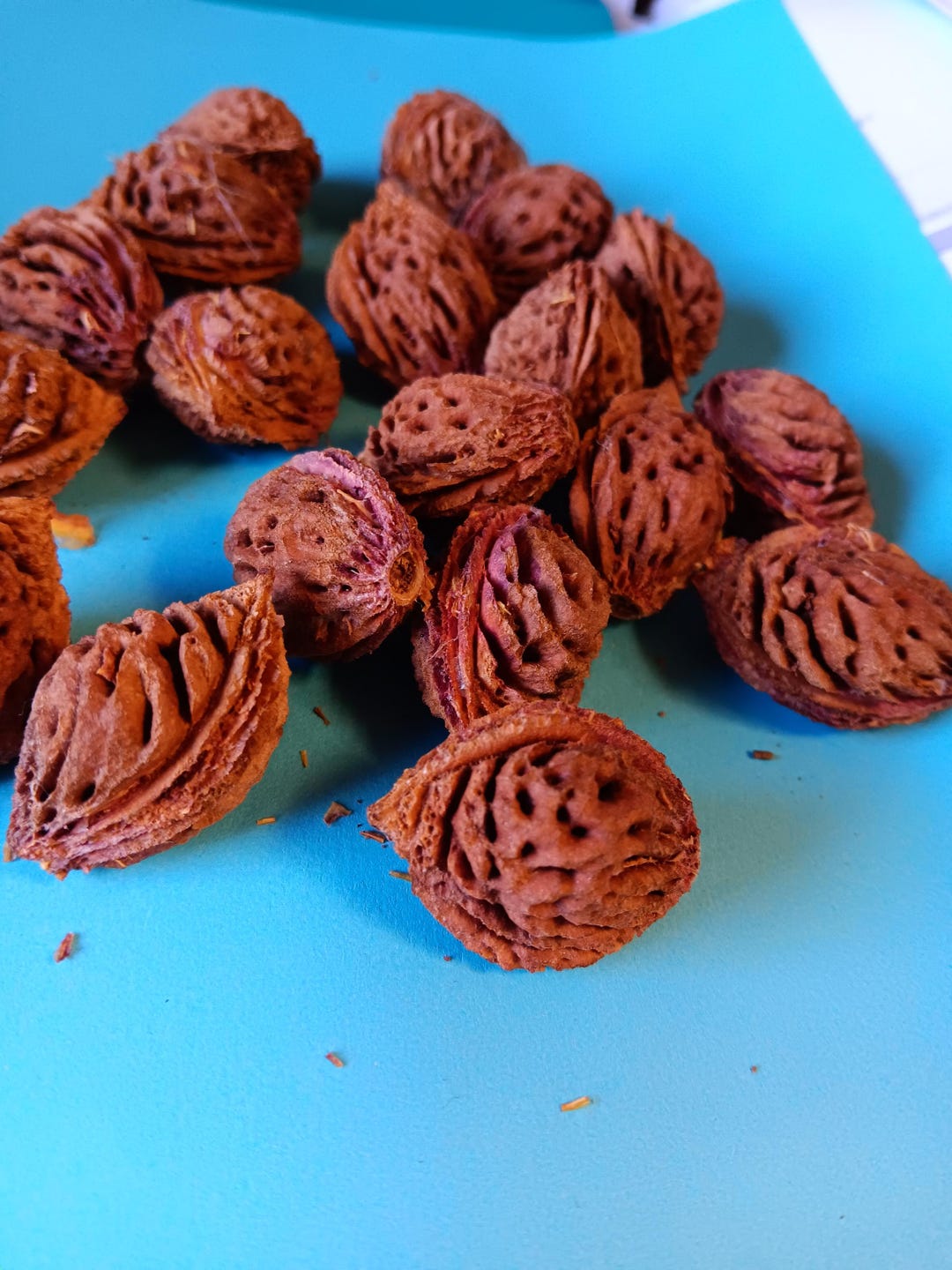 Red Indian Blood Peach Seeds Grow a Beautiful Tree That Feeds You ...