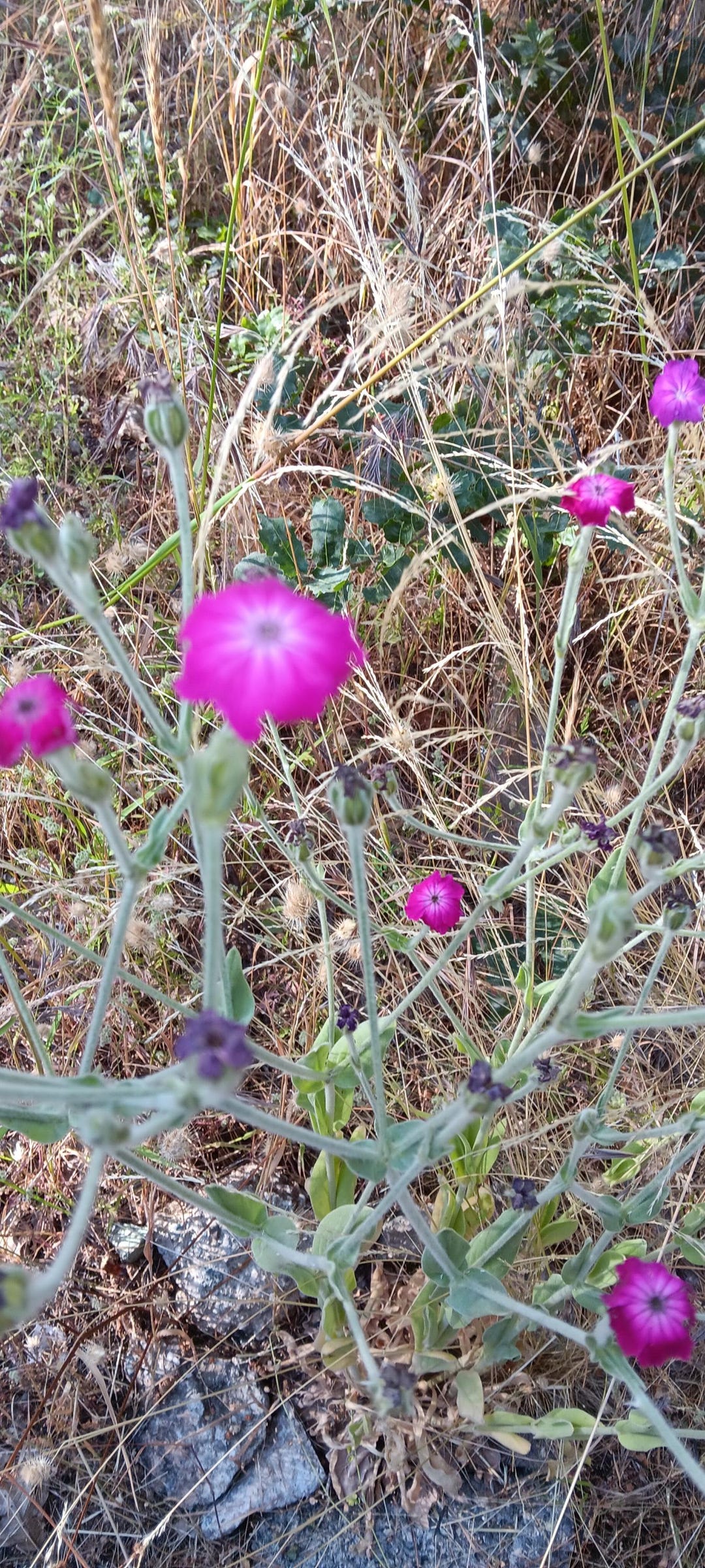 Rose Campion Flower Blossom Plant Seeds Beautiful Wild Spaces Live Love ...