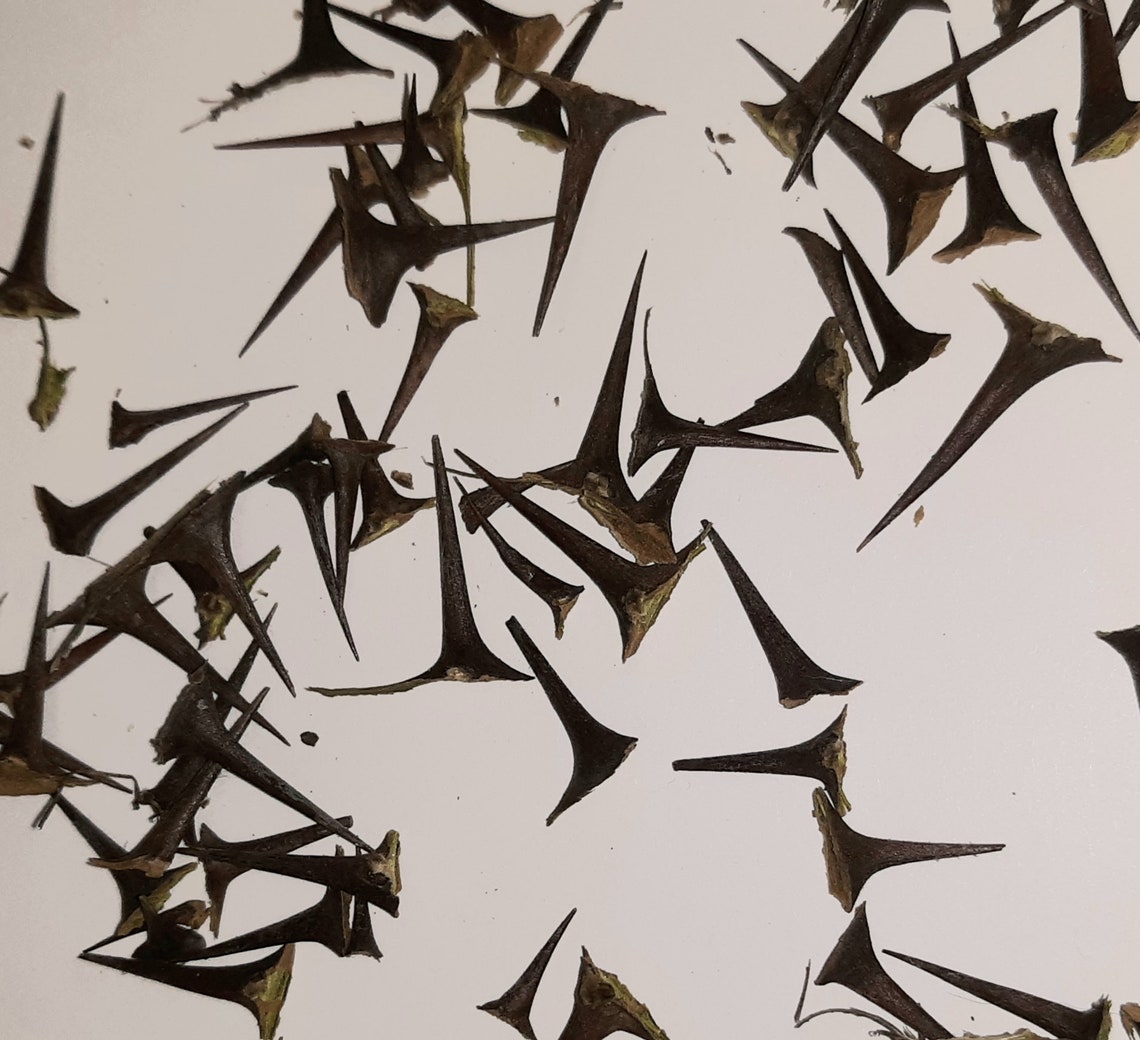 Black Locust Tree Limb Thorns for Your Special Project Free - Etsy