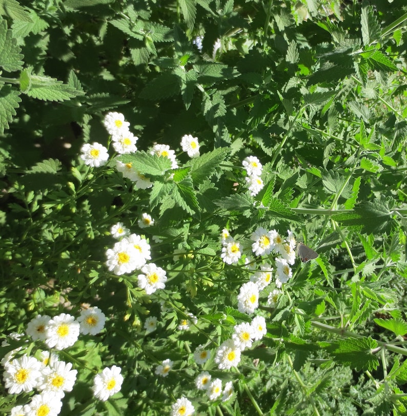 Italian Tall Feverfew Featherfew Herb Flower Plant Seeds Beautiful Wild ...