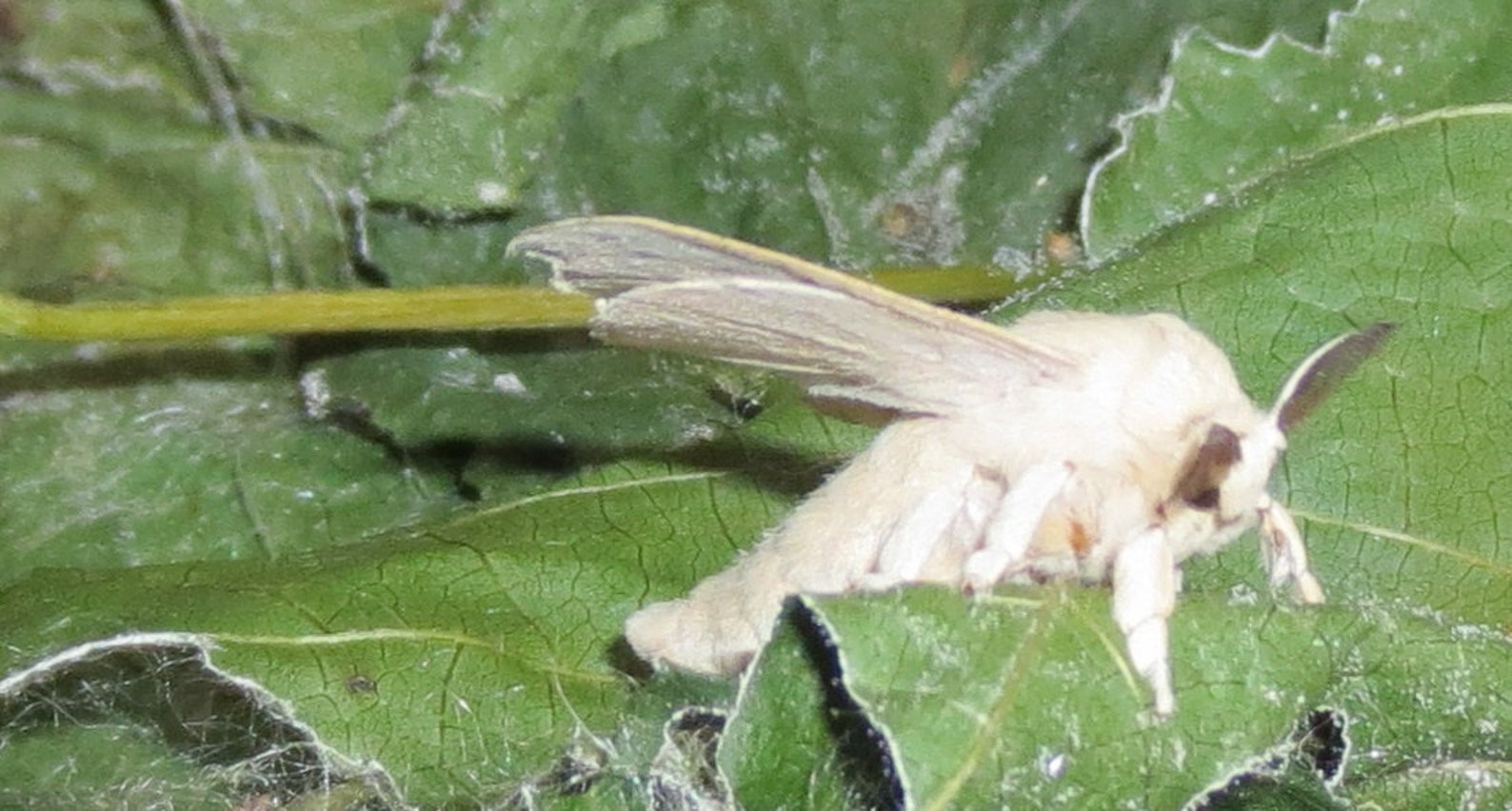 Dozen Wings of Bombyx Mori Silkworm Moth Wings Sericulture - Etsy