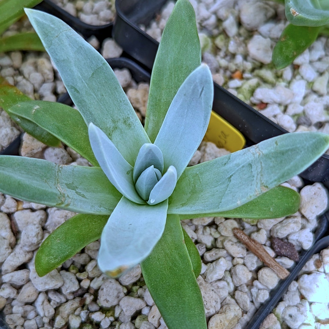 Dudleya Farinosa - Etsy