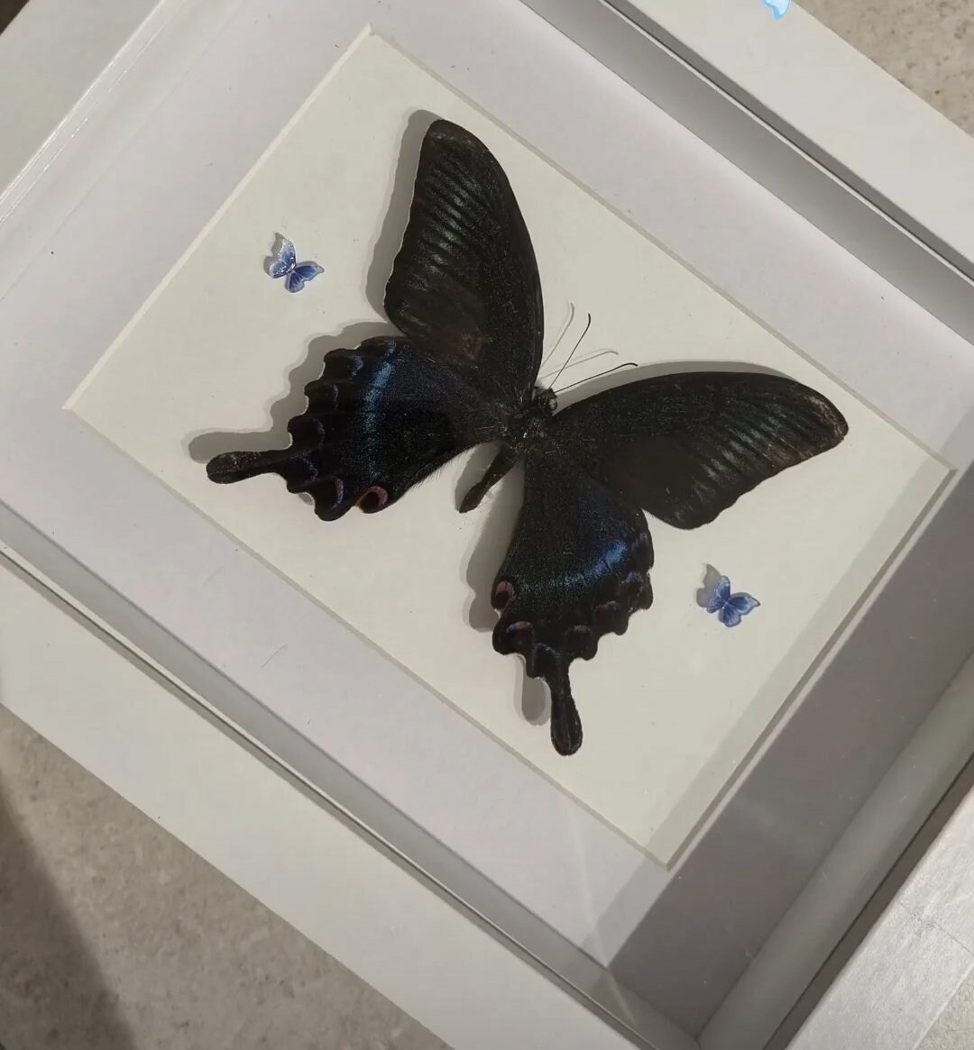 Large Butterfly Specimen With Two, Blue, Glass Butterfly Babies - Etsy