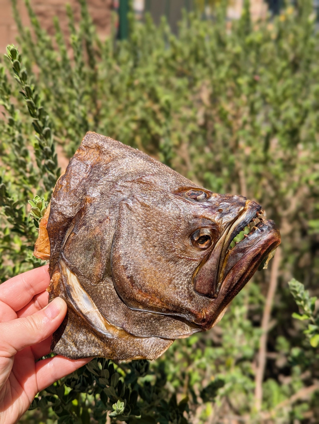 Air-dried Flounder Head Single Ingredient Dog Treats Biologically ...