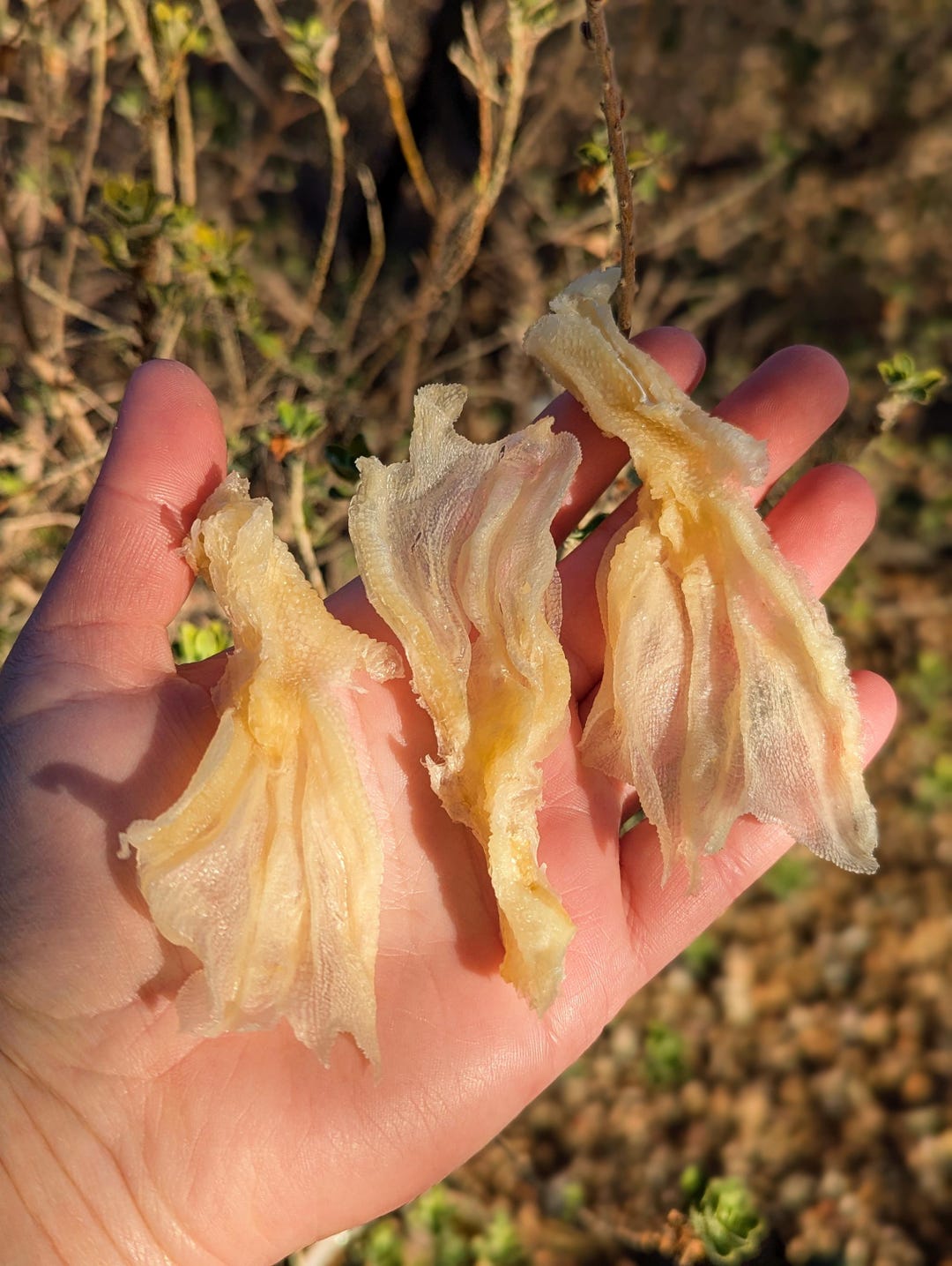 Deboned Air Dried Duck Feet - Single Ingredient Chew - Biologically ...