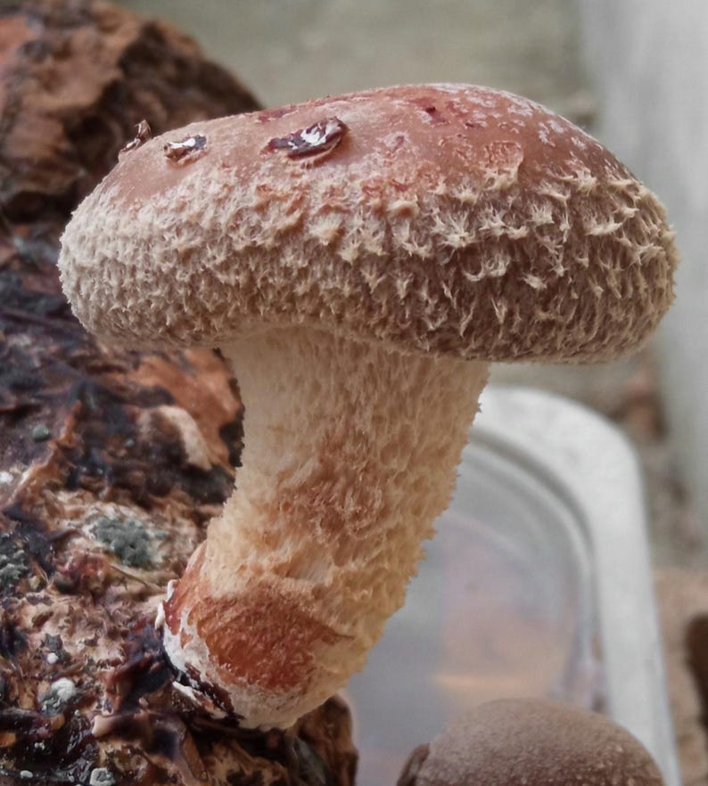 Shiitake Mushroom Spawn Plug Dowels 32pcs WORLDWIDE Shipping Available ...