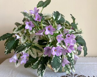 Extérieur et jardinage - Etsy Canada