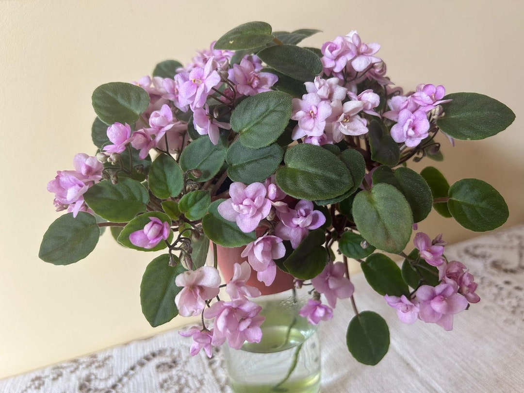 Rob's Wooloomooloo 2 Leaves African Violet Semiminiature Trailer - Etsy ...