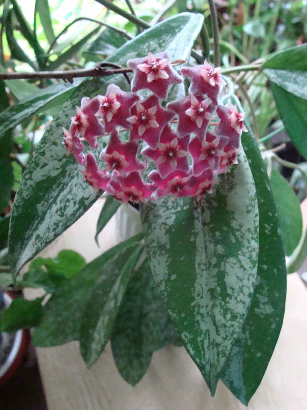 Hoya pubicalyx Super Splash Plant - Etsy Canada