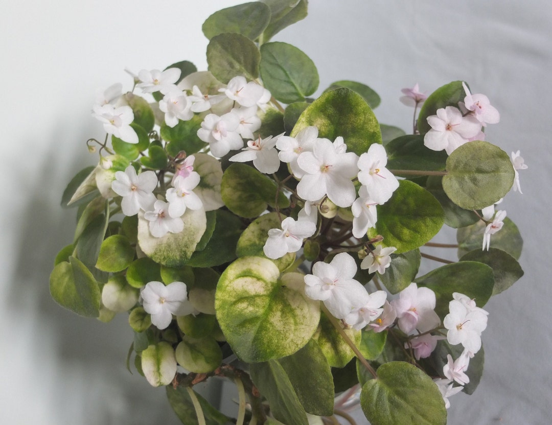 Ramblin' Silver 2 Leaves African Violet Semiminiature Variegated ...