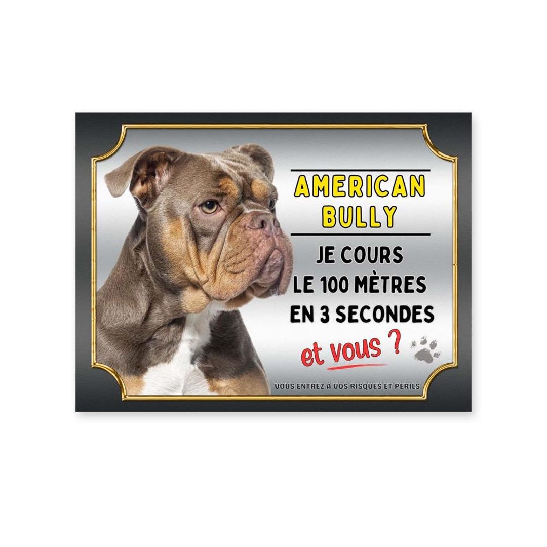 American Bully Dog Warning Sign Runs 100 Meters, Stands Guard ...
