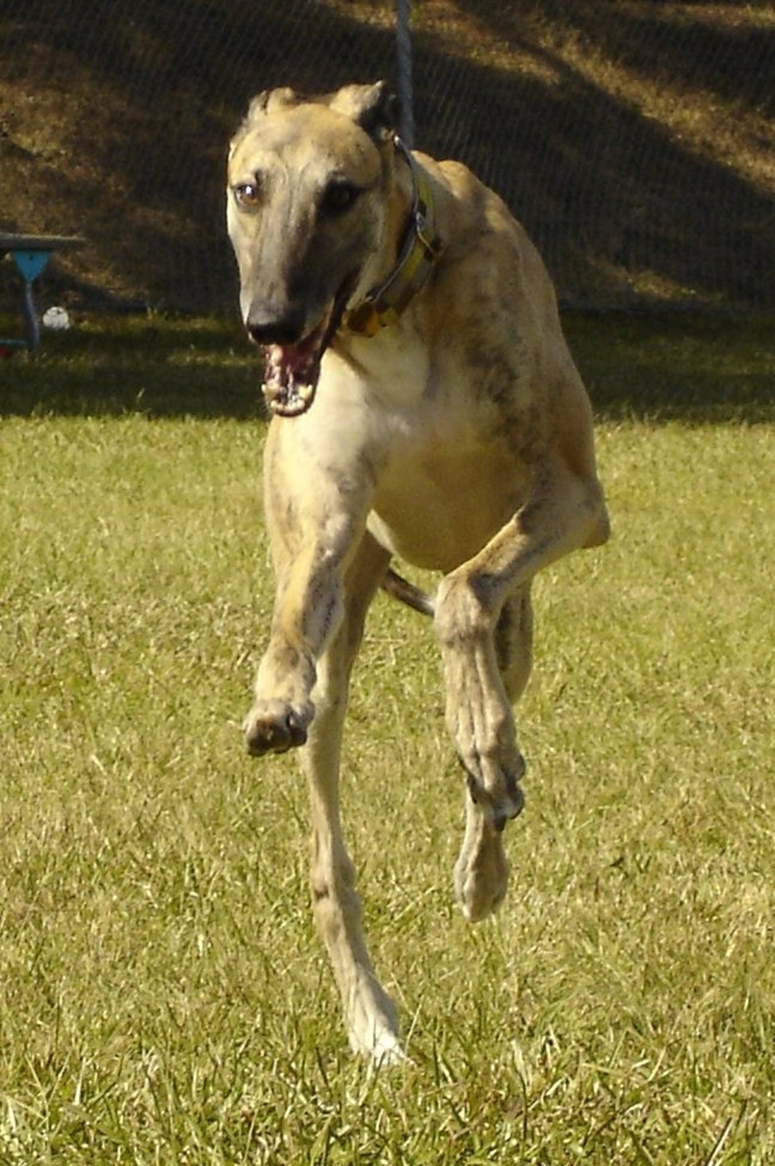Many Moods of Greyhounds Notecards I - Set of 8 W/env - Etsy