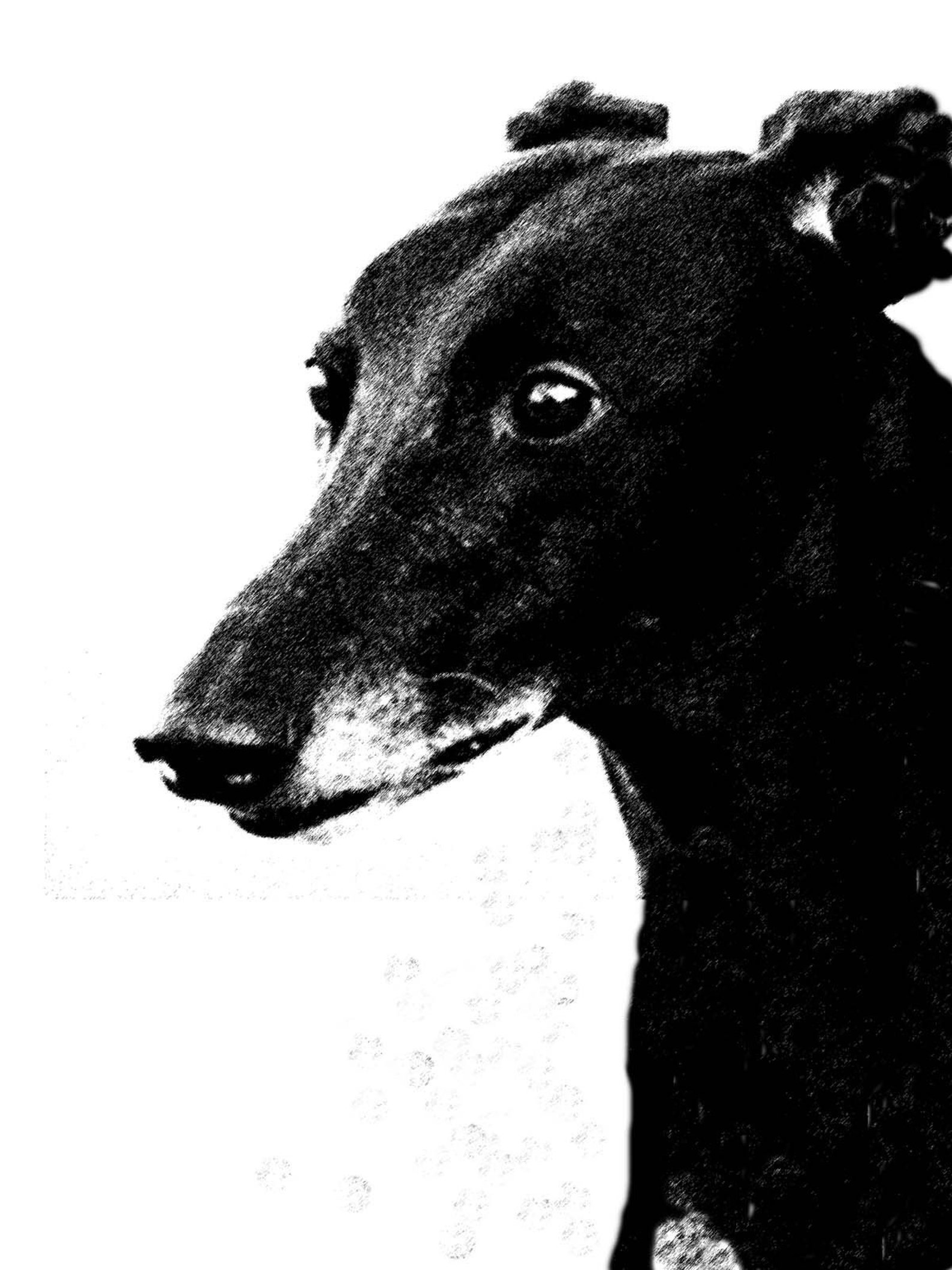 Black Beauties Greyhound Dog Note Cards Set of 4 W/envs - Etsy