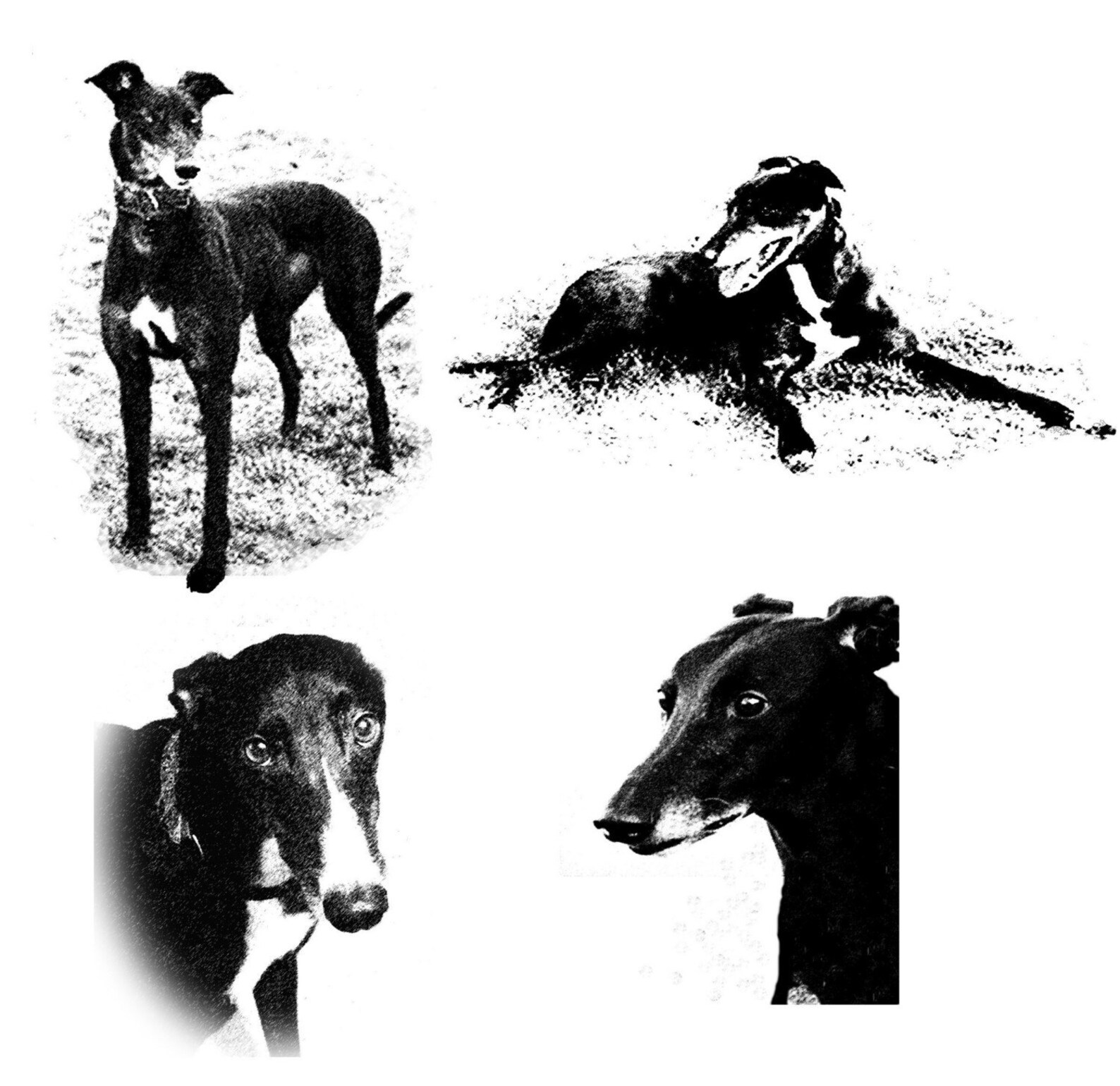 Black Beauties Greyhound Dog Note Cards Set of 4 W/envs - Etsy