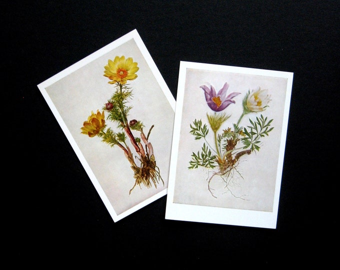 Vintage Postcards - Set of 2 - 1970s, by MM Daffinger, Botanical ...