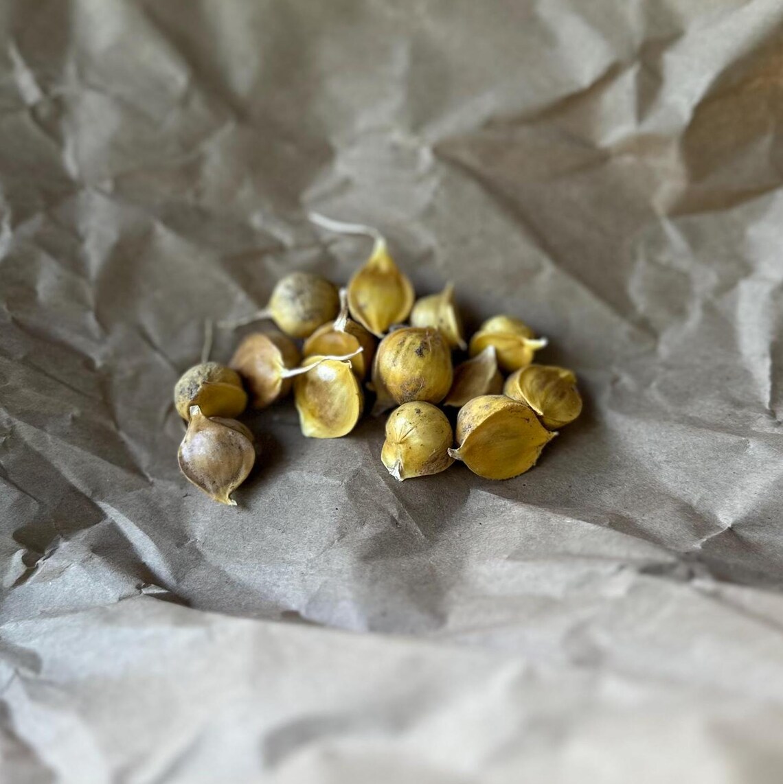 Elephant Garlic Corms - Etsy