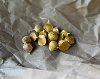 Elephant Garlic Bulb Bundles - Etsy