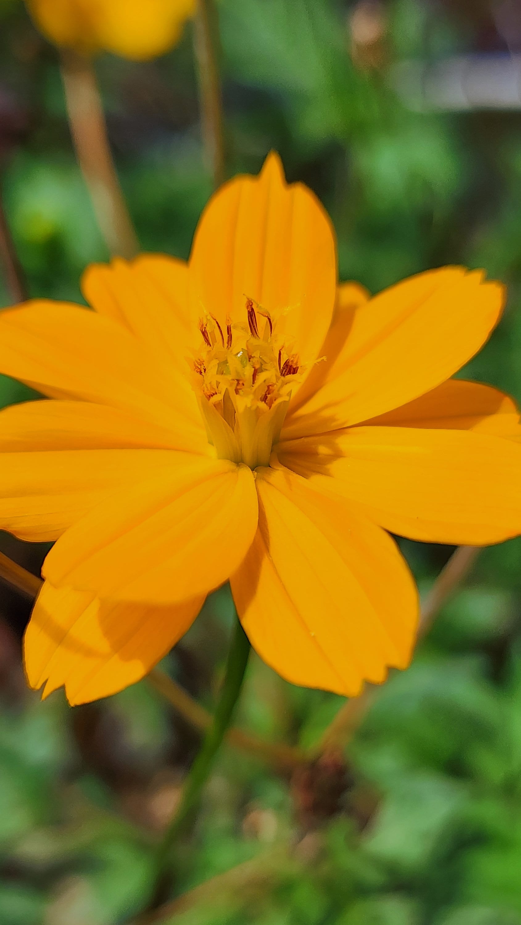 Orange Cosmos (cosmos Sulphureus) Seeds [apx. 50 Seeds] - Etsy