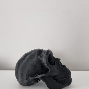 3D Printed Neanderthal Skull Replica - Realistic Fossil, Educational ...