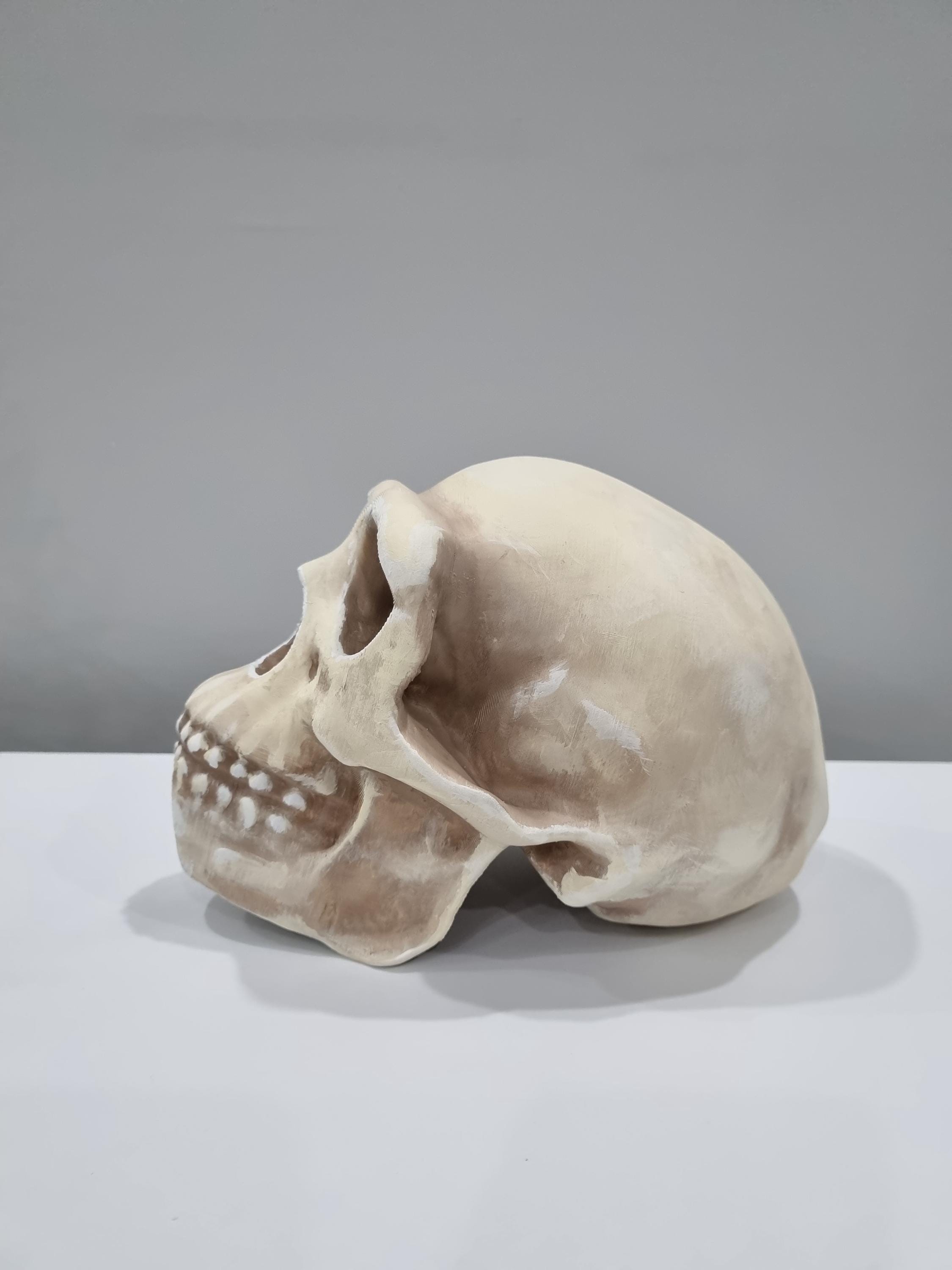 3D Printed Homo Erectus Skull Replica - Realistic Fossil, Educational ...
