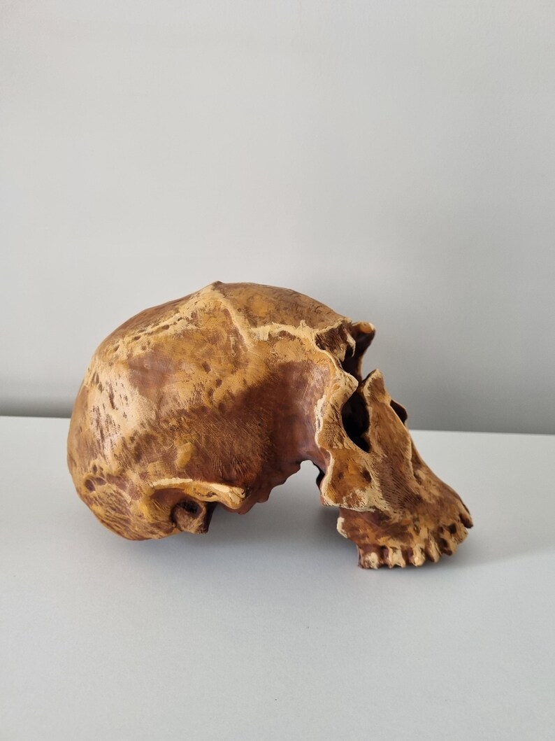 3D Printed Ergaster Skull Replica | Hand-painted | Unique Decor ...