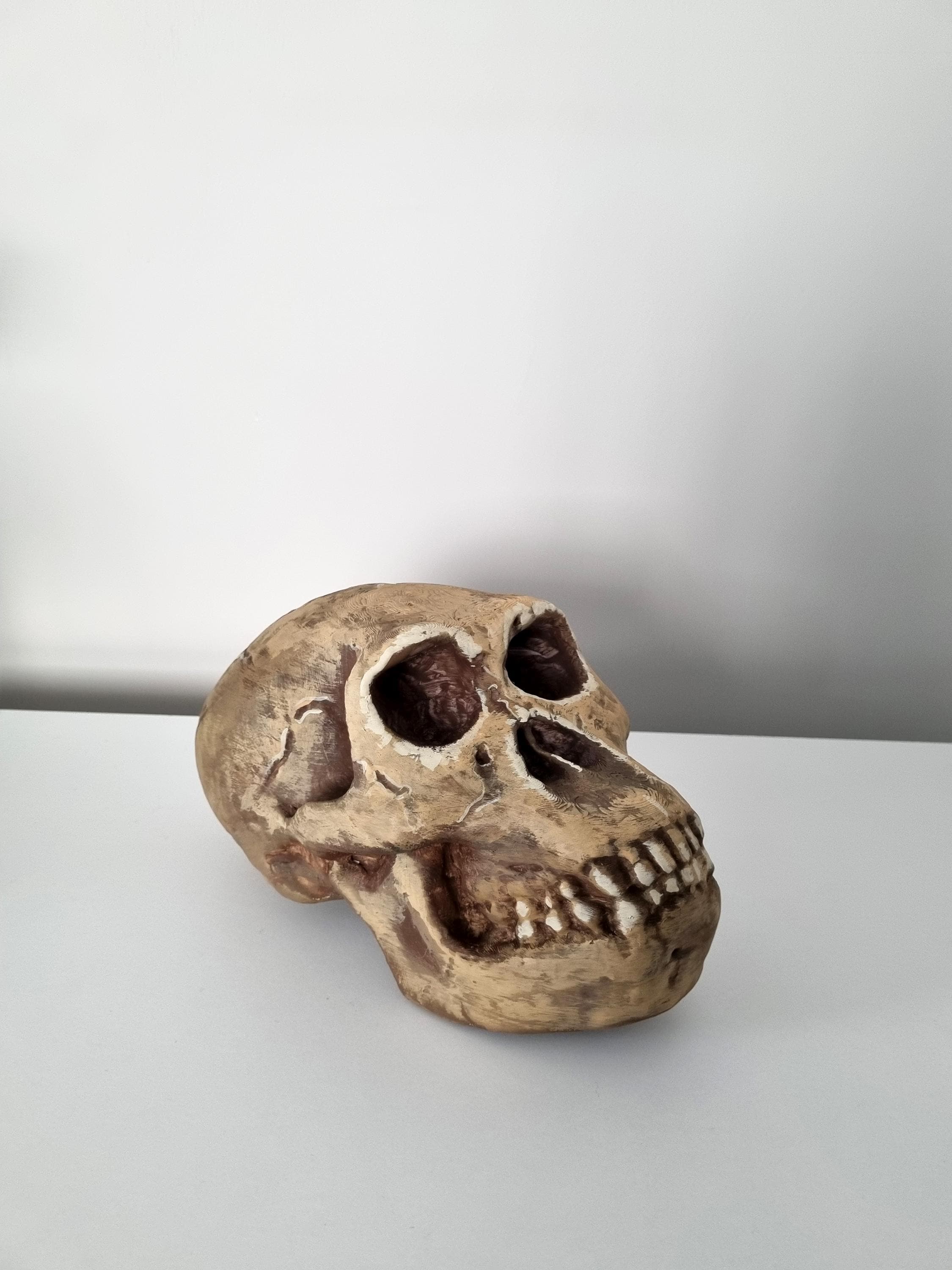 3D Printed Homo Habilis Skull Replica - Realistic Fossil, Educational ...