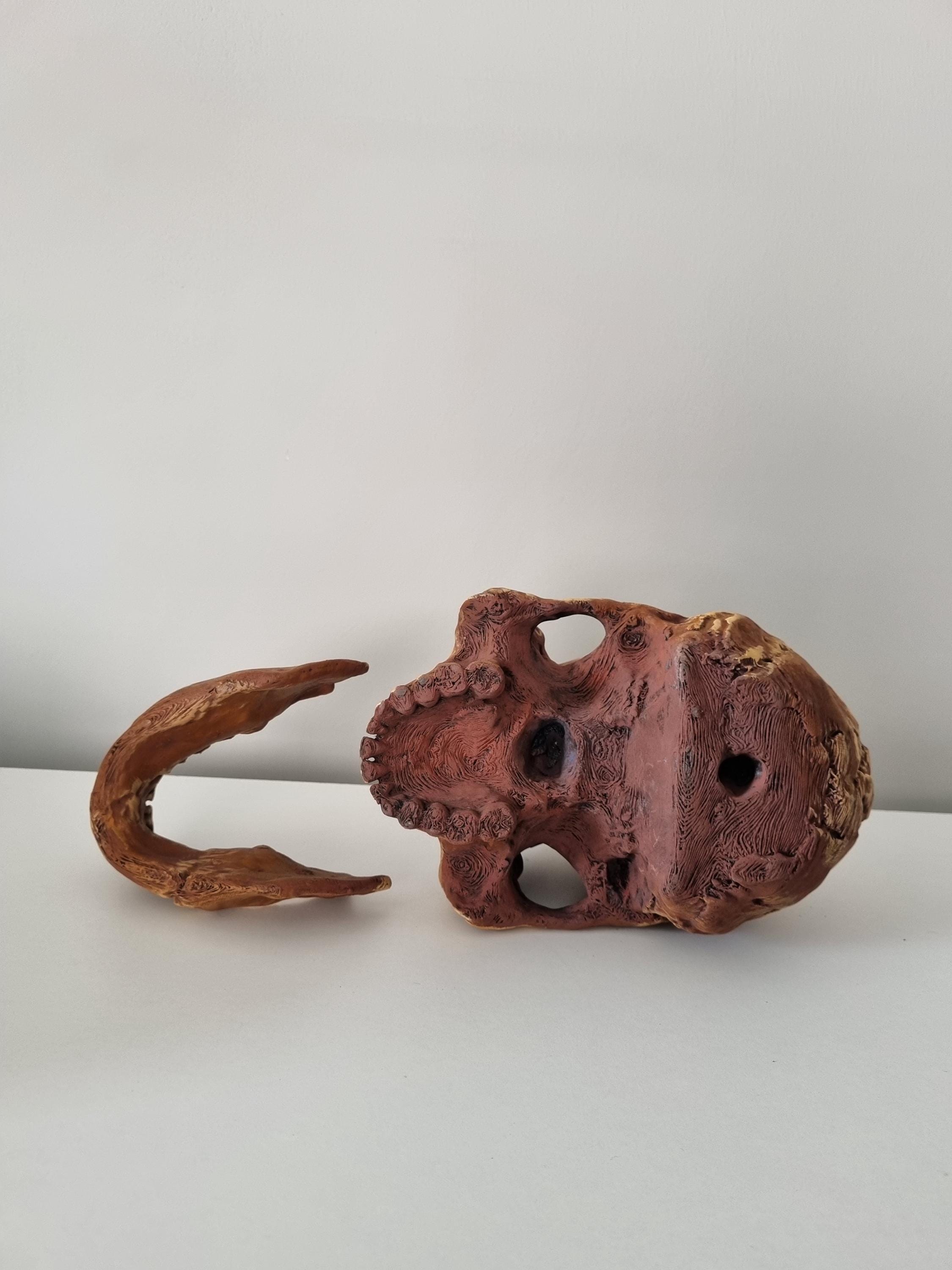 Hand-painted Homo Naledi Skull Replica: 3D Printed Educational Model - Etsy