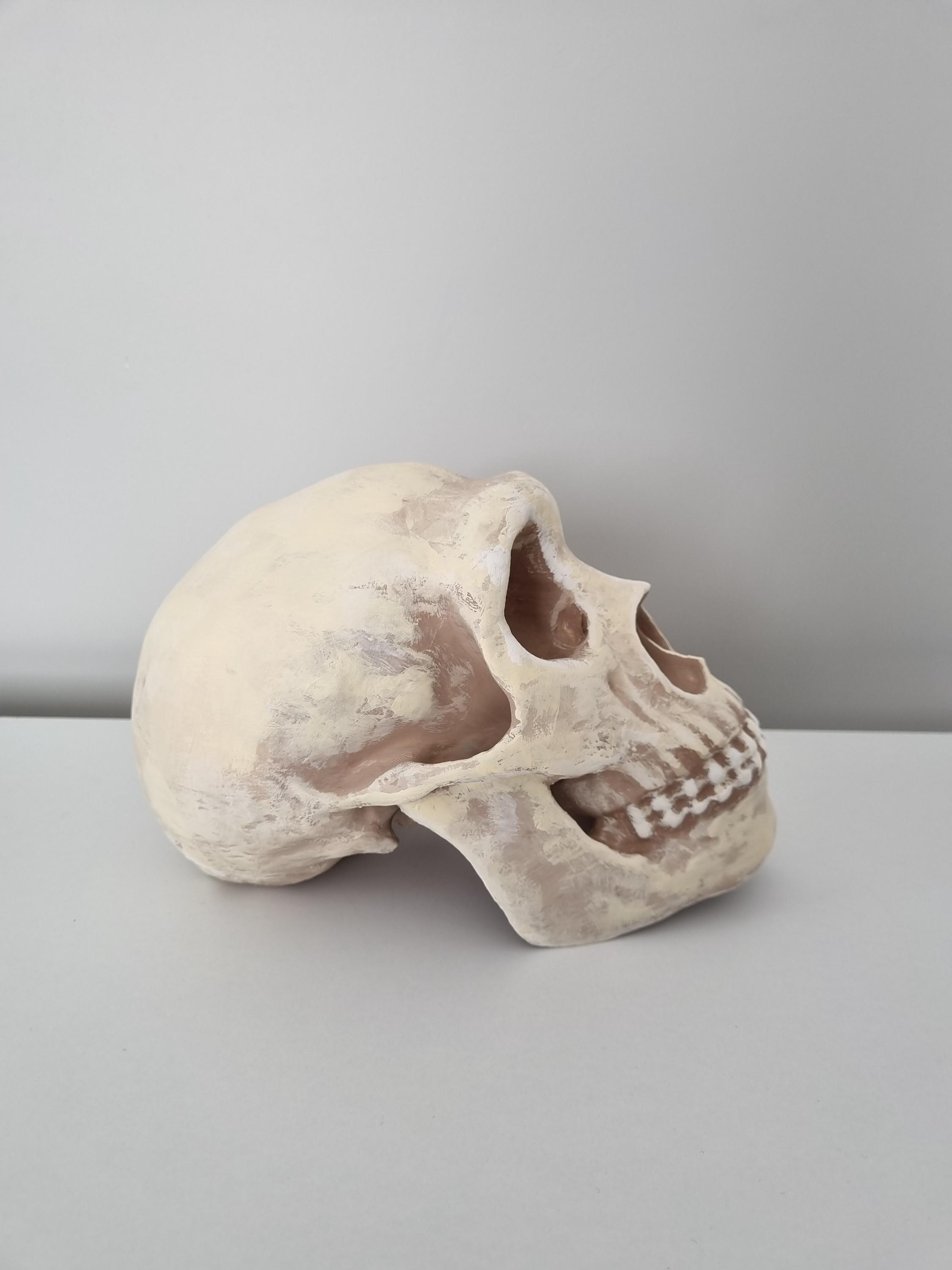 3D Printed Neanderthal Skull Replica - Realistic Fossil, Educational ...