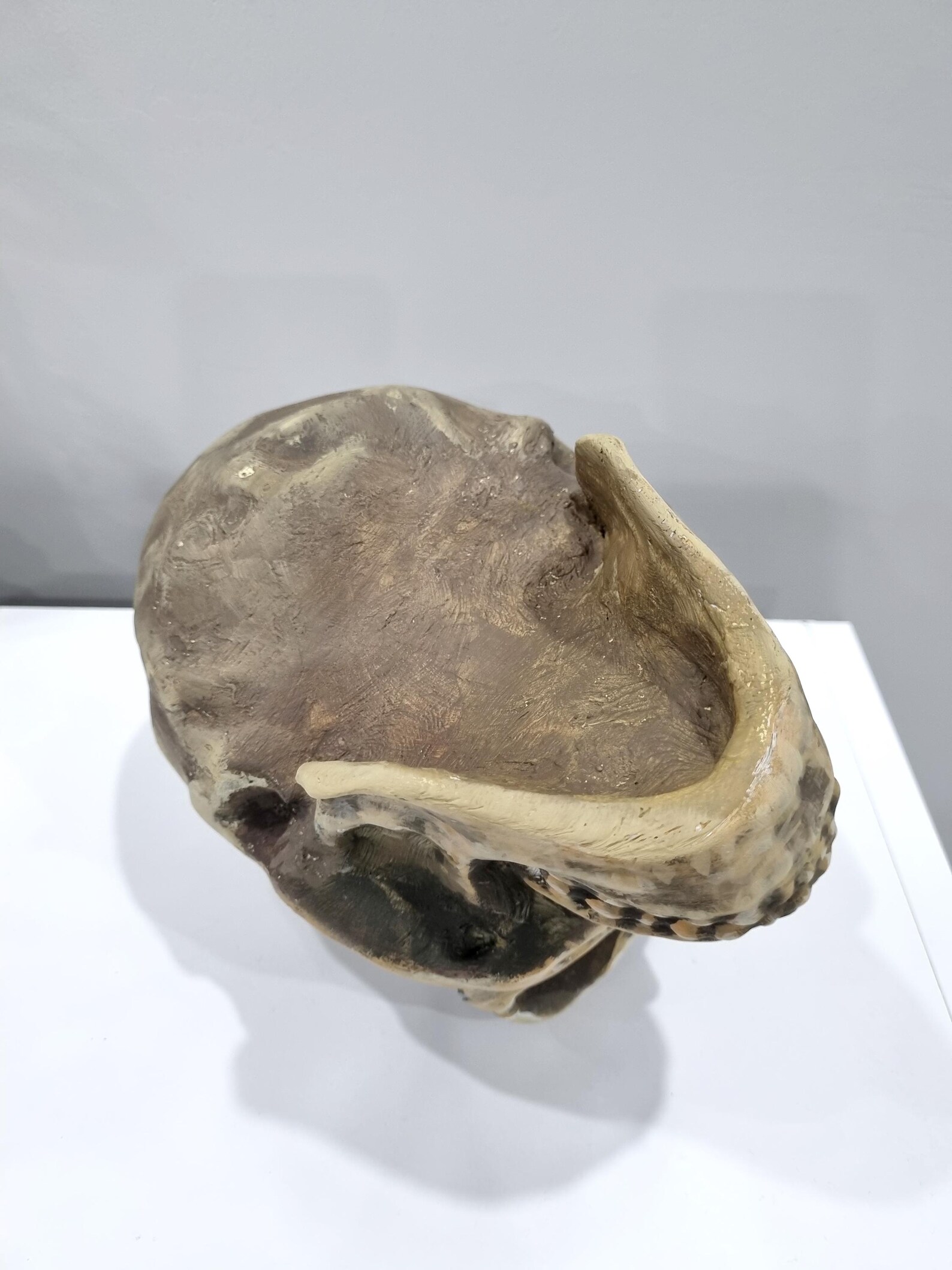 3D Printed Homo Erectus Skull Replica - Realistic Fossil, Educational ...