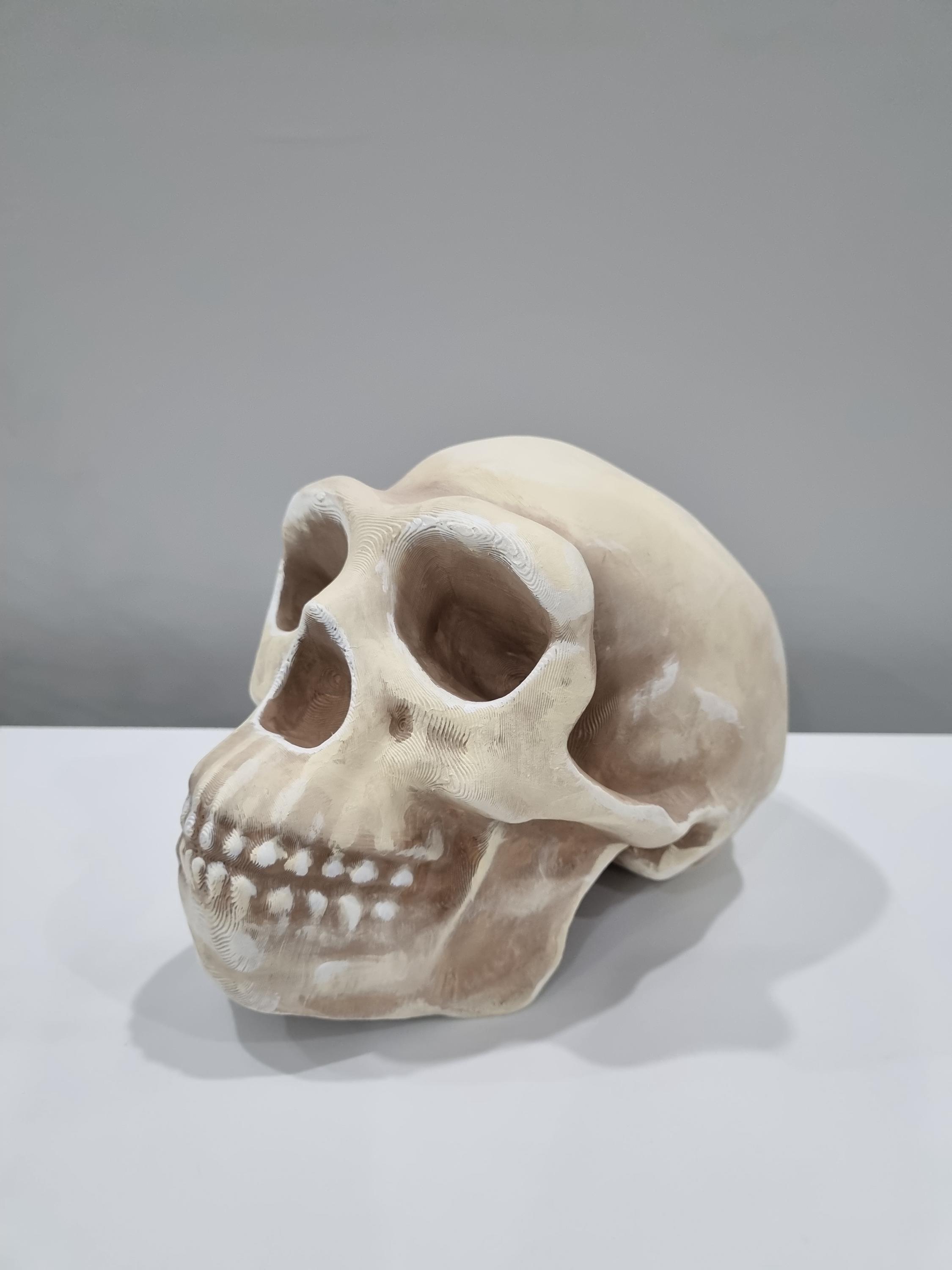 3D Printed Homo Erectus Skull Replica - Realistic Fossil, Educational ...