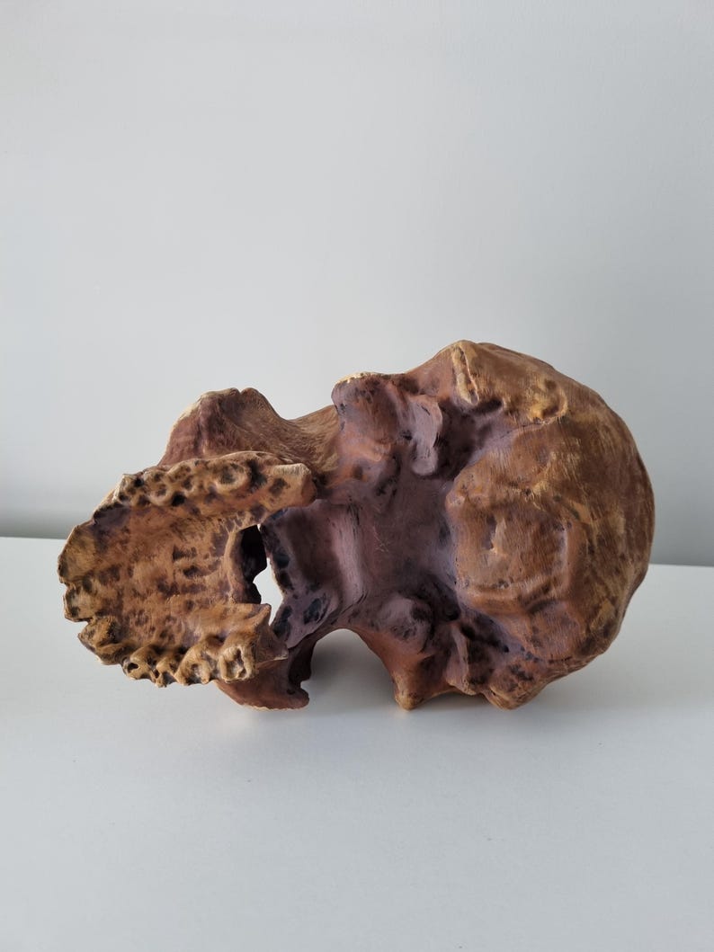 3D Printed Ergaster Skull Replica Hand-painted Unique Decor ...