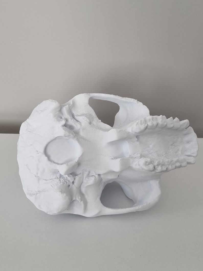 3D Printed Australopithecusskull Replica 02 Big Size - Realistic Fossil ...